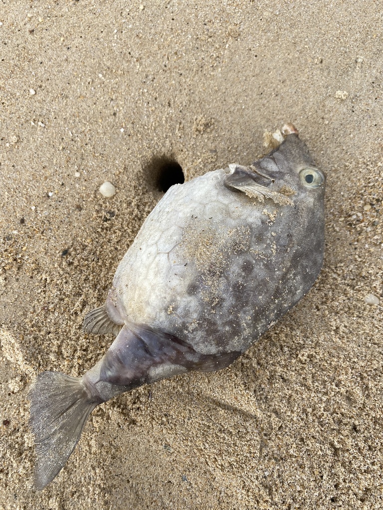 Eastern Smooth Boxfish from Corindi Beach, NSW, AU on November 10, 2022 ...