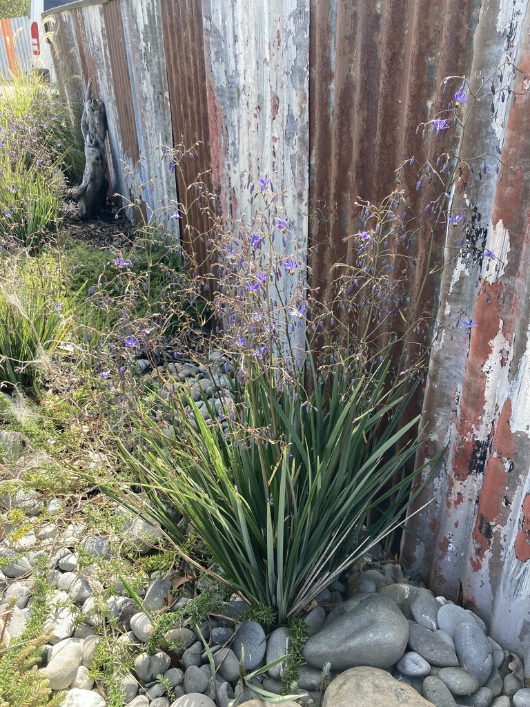 flax-lilies from Te Waipounamu/South Island, Christchurch, Canterbury ...