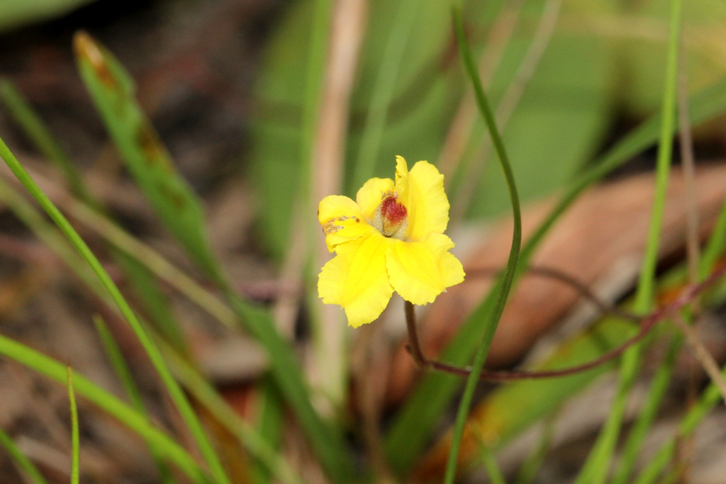 goodenias from Elanda Point, Como QLD 4571, Australia on March 31, 2015 ...
