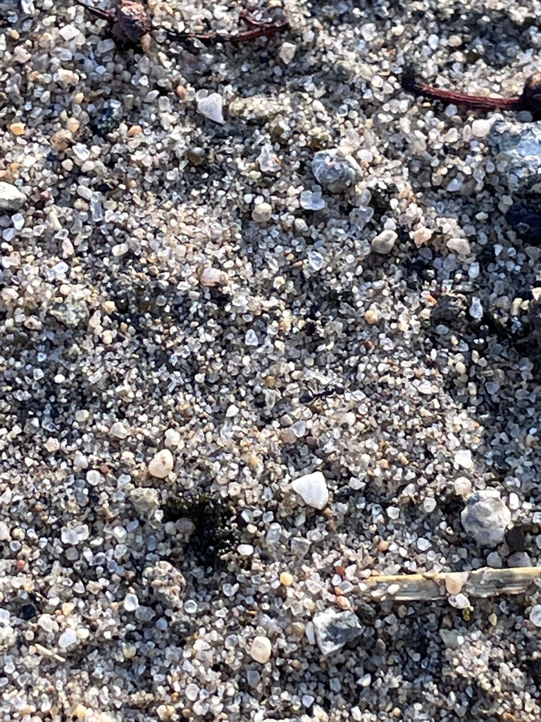 Ants from California State University, Monterey Bay, Seaside, CA, US on ...