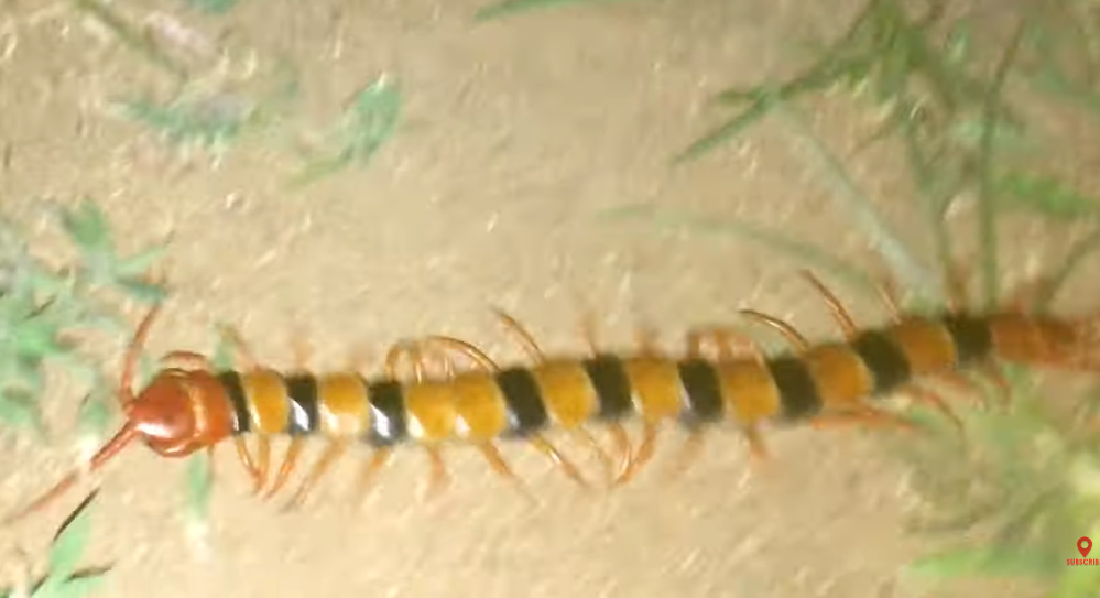 Indian Tiger Centipede from Kurunegala, Sri Lanka on April 9, 2022 at ...