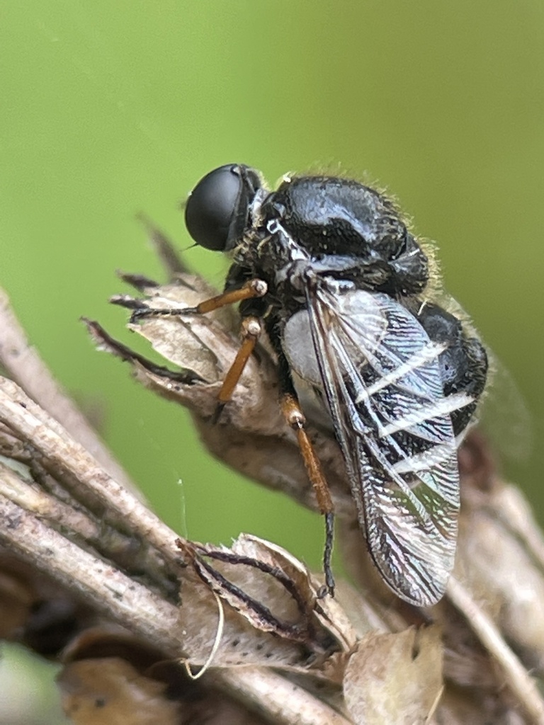 Ogcodes from Frankston South, VIC, AU on November 11, 2022 at 10:36 AM by suecee · iNaturalist