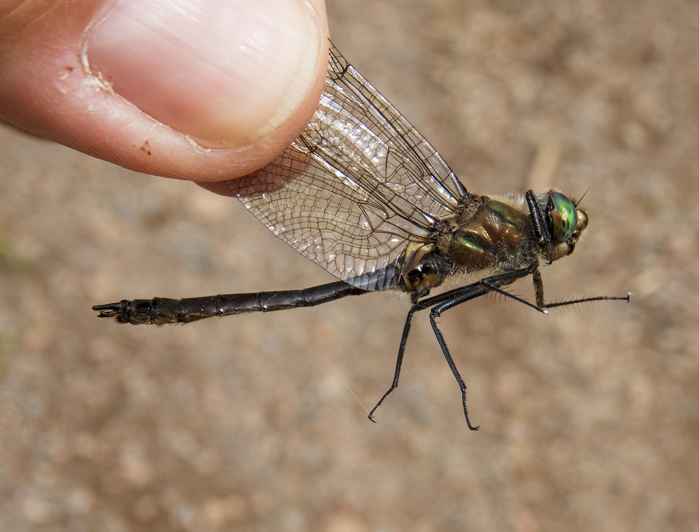 American Emerald from Hefflefinger Bog, Lake Co., Minnesota on July 13 ...