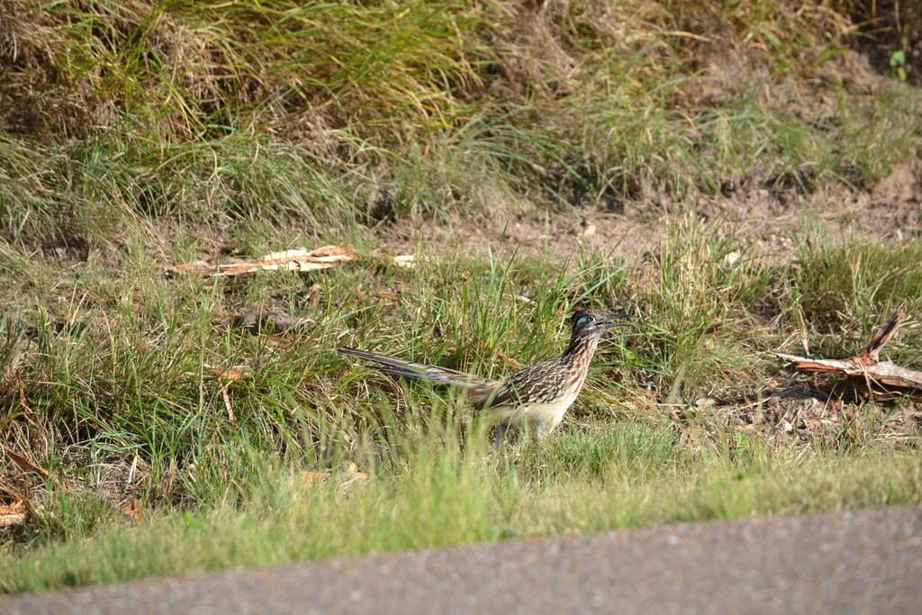 Greater Roadrunner from Cameron County, TX, USA on November 7, 2022 at ...