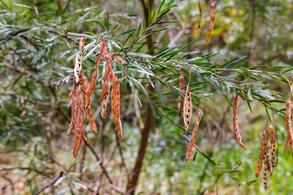 Brisbane wattle from Advancetown QLD 4211, Australia on November 10 ...