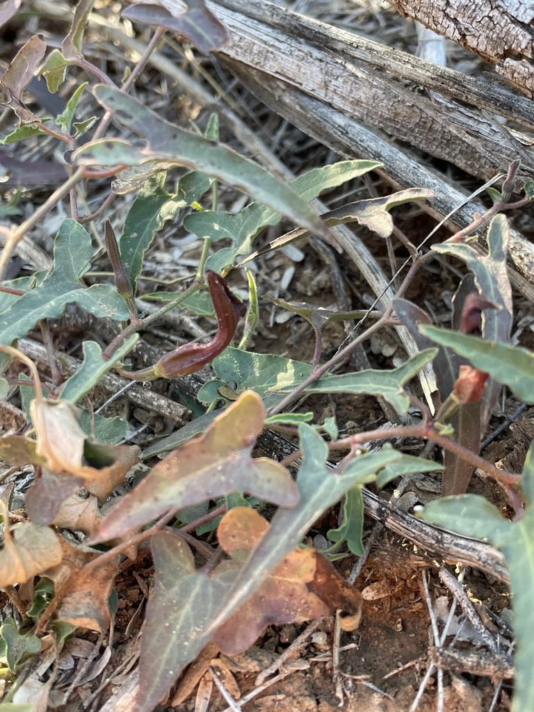 southwestern pipevine from Phoenix, AZ, US on November 10, 2022 at 03: ...