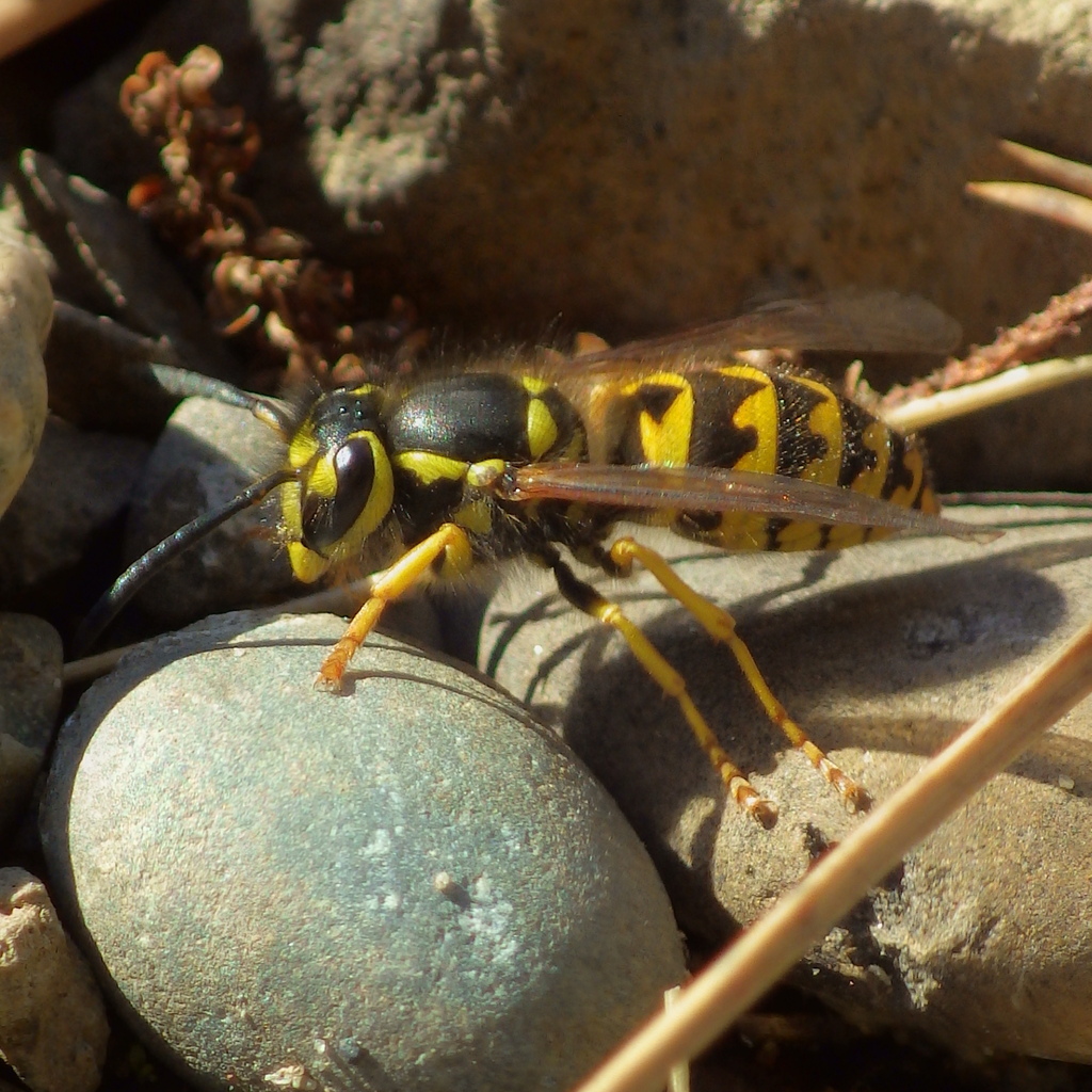 Western Yellowjacket from University District, Spokane, WA, USA on ...
