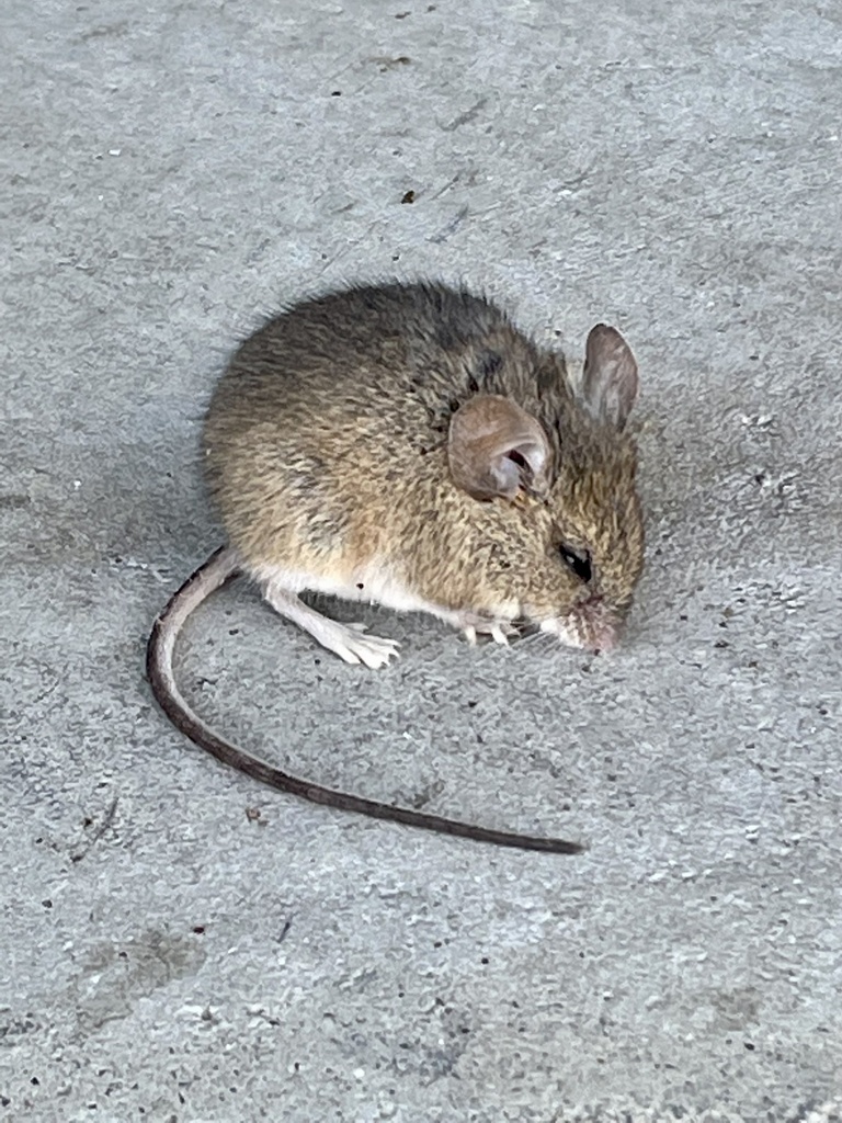 Muroids in November 2022 by Irene. I saw this small mouse run/jump over ...