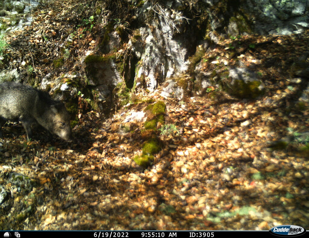 Collared Peccary from Santiago Papasquiaro, Dgo., México on June 19 ...