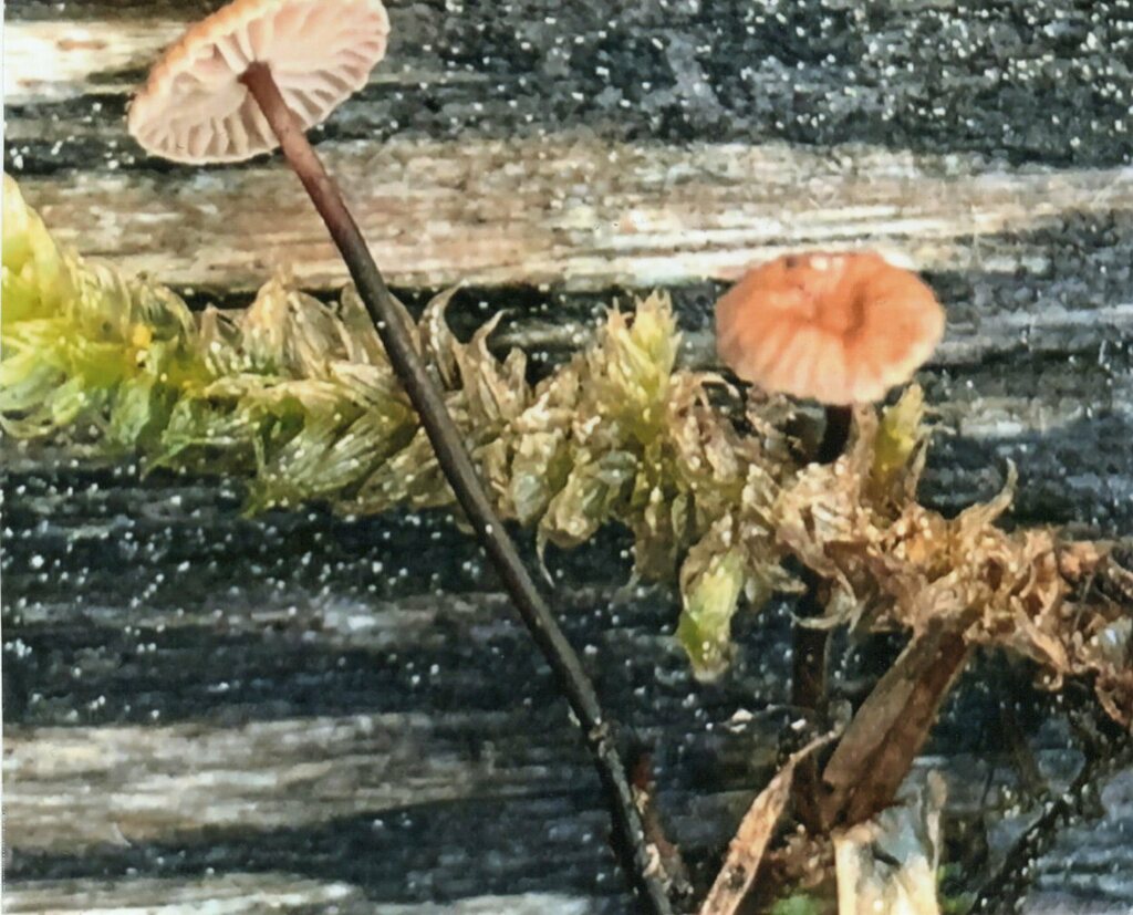 horsehair fungus from Toad Creek, Oregon 97345, USA on October 29, 2022 ...