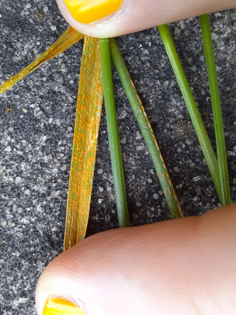 orange wheat rust from Belfast, Christchurch, New Zealand on November ...