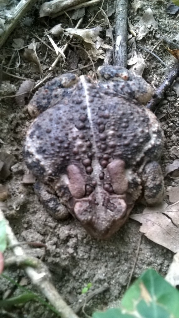 Fowler's Toad from Antoinette Street, Mentor, Ohio on September 18 ...