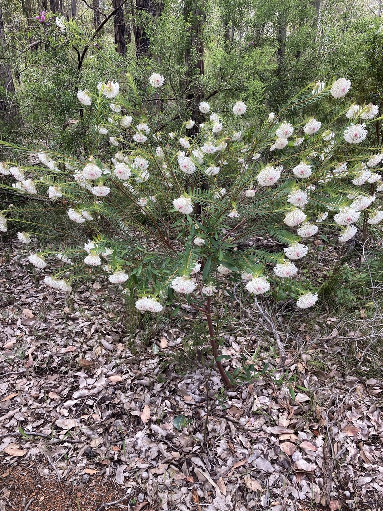 (Pimelea spectabilis) - Botanical Realm
