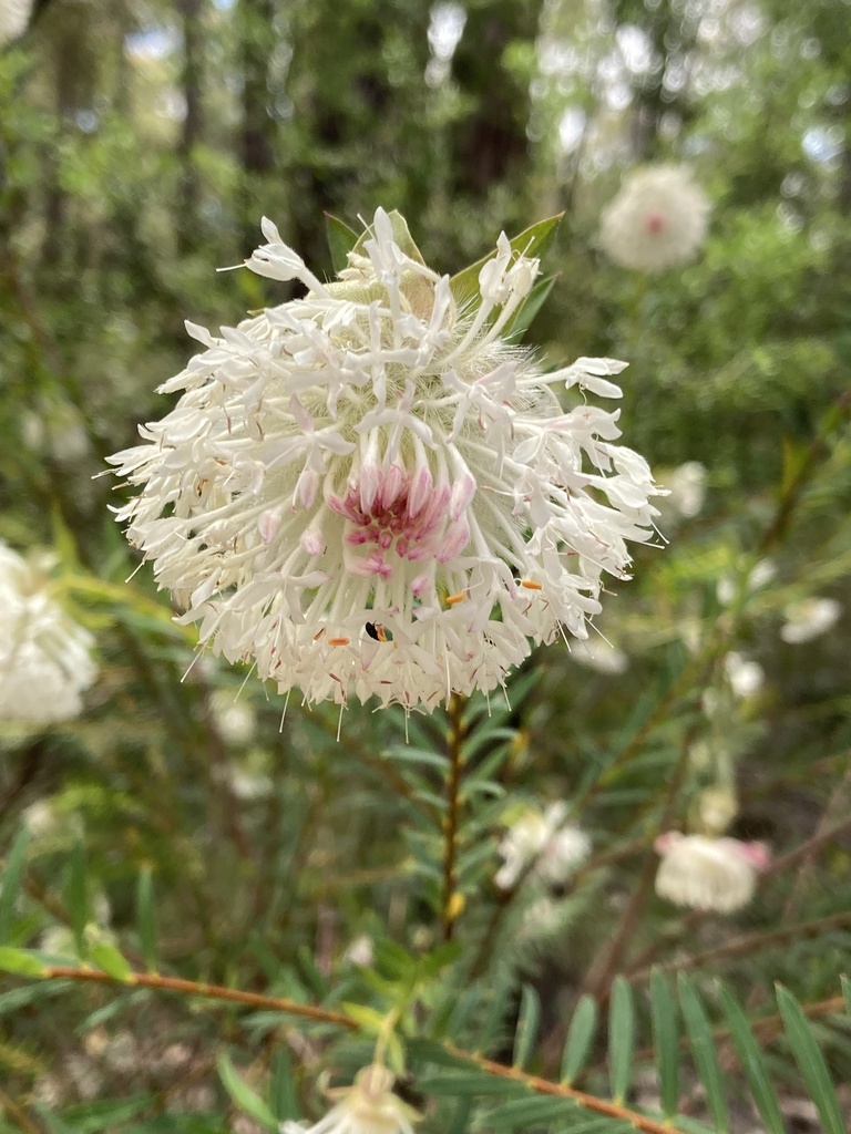 (Pimelea spectabilis) - Botanical Realm