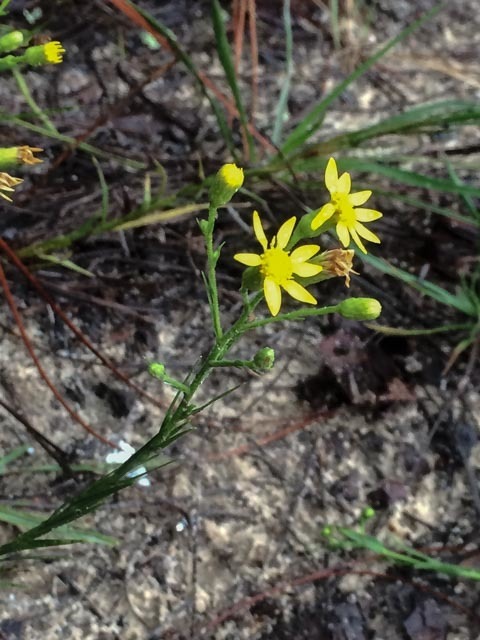 Grass-leaved Golden-aster (Pityopsis aspera aspera) - Botanical Realm