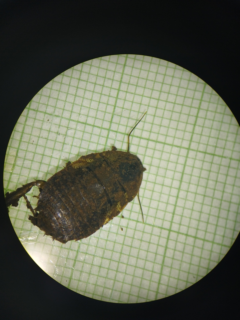 Giant Cockroaches from Villavicencio, Meta, Colombia on November 04 ...
