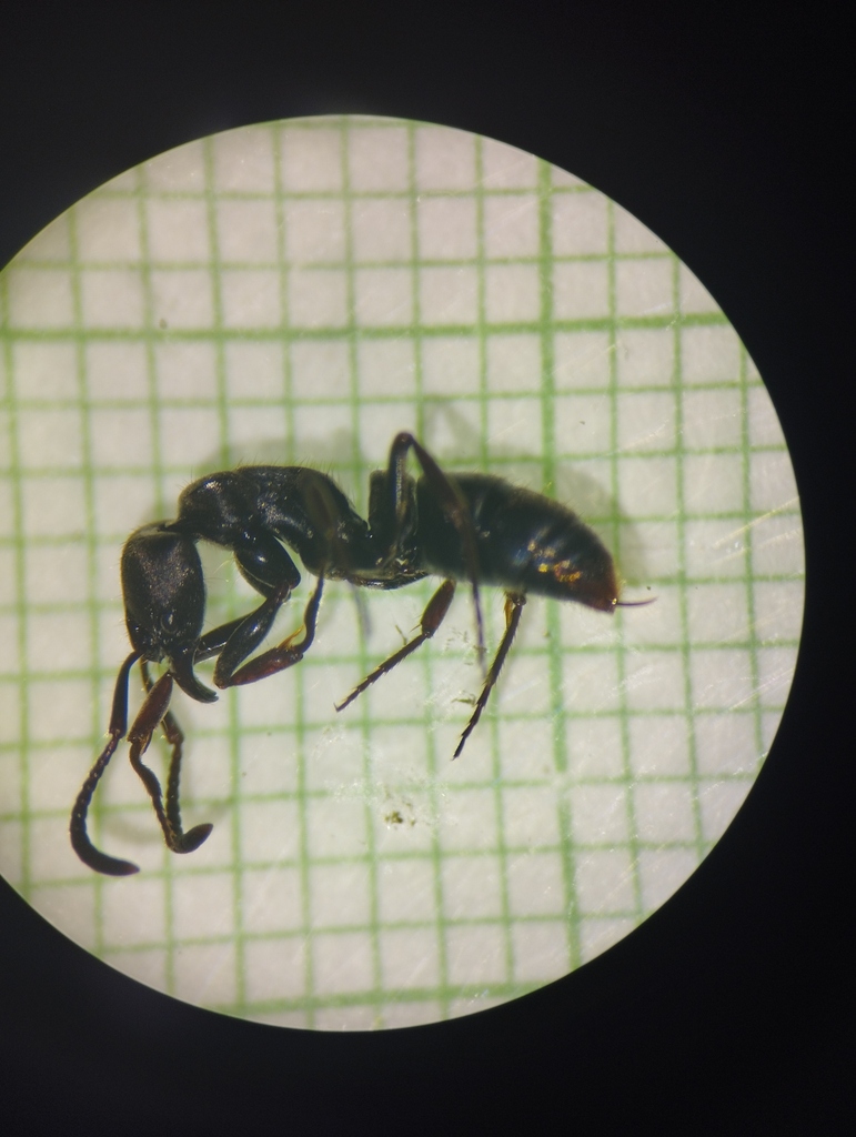 Panther Ants from Villavicencio, Meta, Colombia on November 04, 2022 at ...
