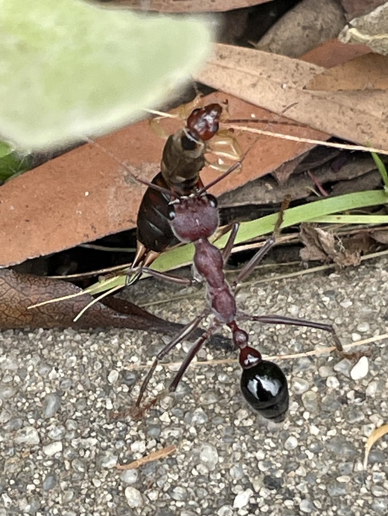 Australian Red Bull Ant from Casuarina Dr, Frankston South, VIC, AU on ...