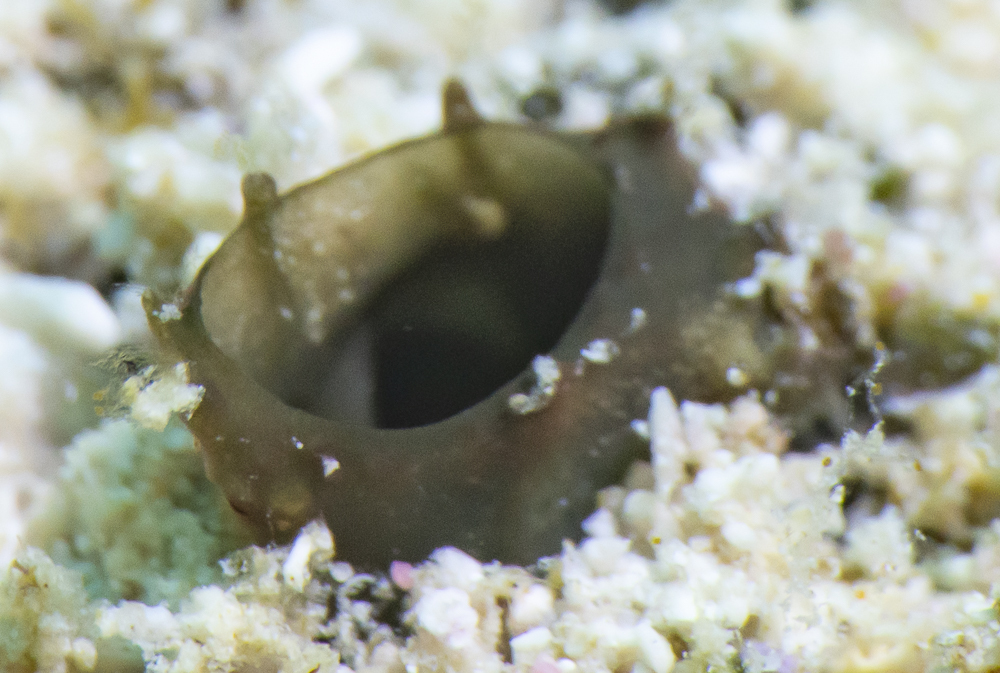 Tectitethya crypta (de Laubenfels, 1949)