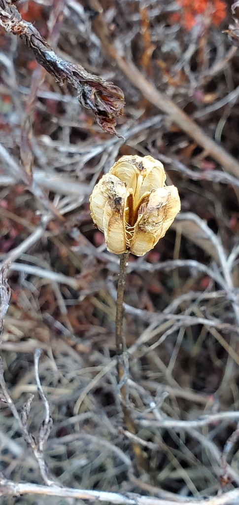 yellow Himalayan fritillary from Langtang, NP-MM-BK, NP-MM, NP on ...