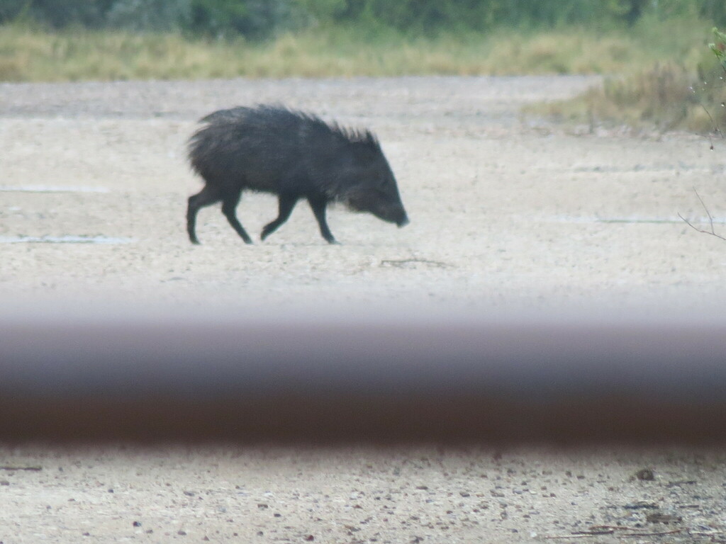 Collared Peccary from Cameron County, TX, USA on July 24, 2019 at 10:08 ...