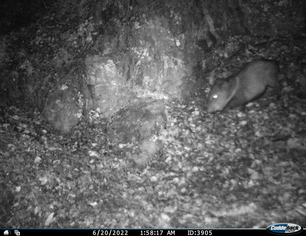Collared Peccary from Santiago Papasquiaro, Dgo., México on June 20 ...