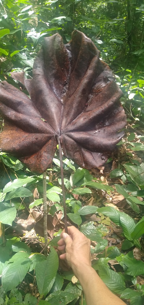 (Cola lizae) - Botanical Realm