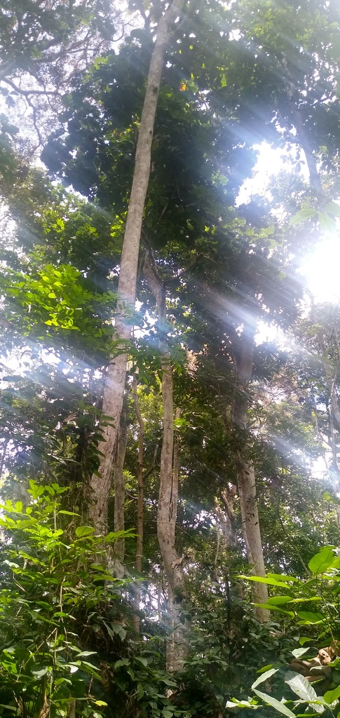 (Cola lizae) - Botanical Realm