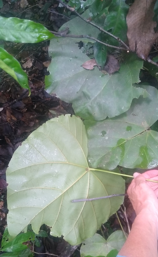 (Cola lizae) - Botanical Realm