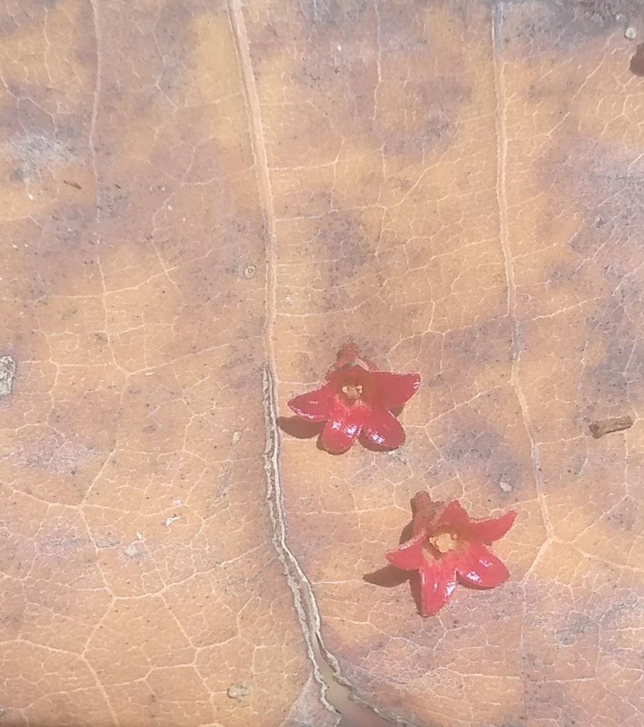 (Cola lizae) - Botanical Realm
