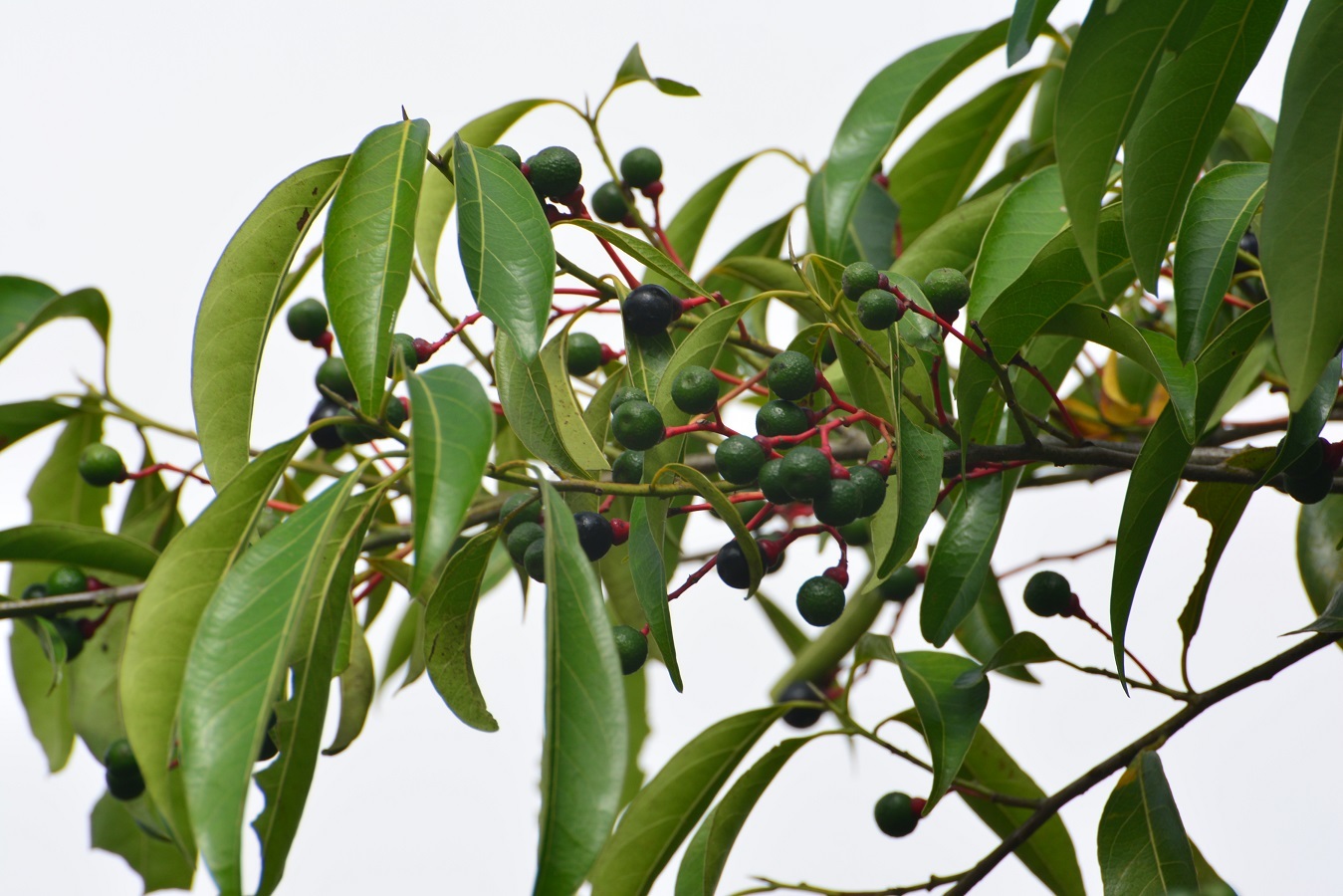 Damburneya salicifolia (Kunth) Trofimov & Rohwer