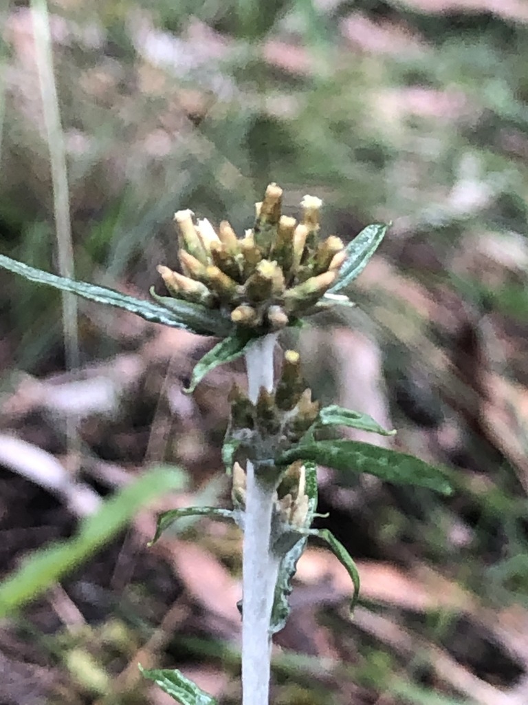 common cudweed from Warrnambool VIC 3280, Australia on November 11 ...