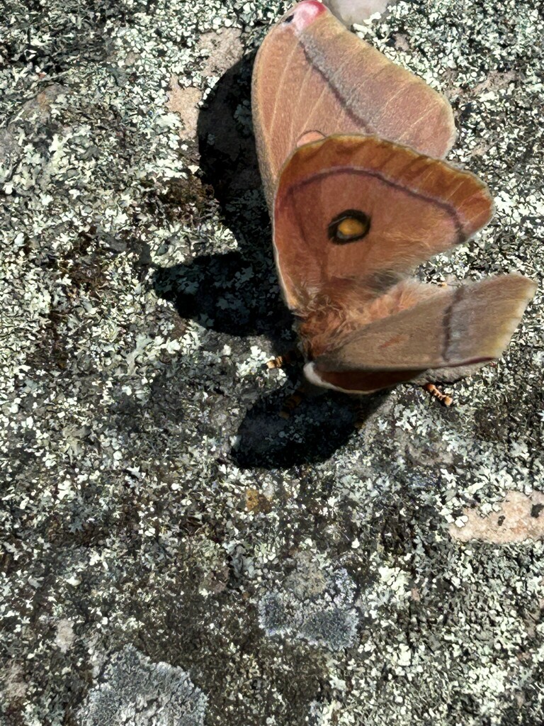 Helena Gum Moth from Melville Forest VIC 3315, Australia on October 19 ...