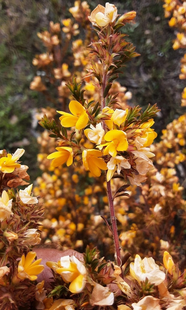 Hairy Bush-pea from Ben Bullen State Forest NSW 2790, Australia on ...