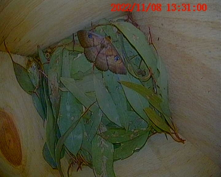 Southern Moon Moth from Hamilton Valley NSW 2641, Australia on November ...