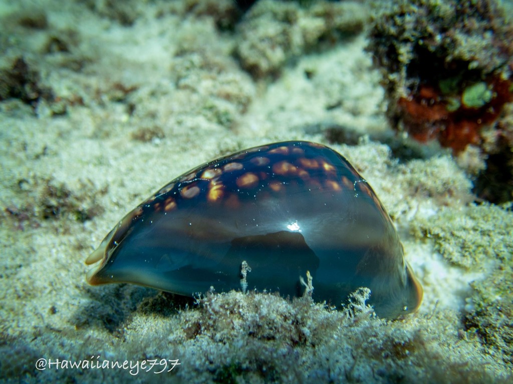 Humpback Cowry from Electric Beach North on November 10, 2022 at 03:31 ...