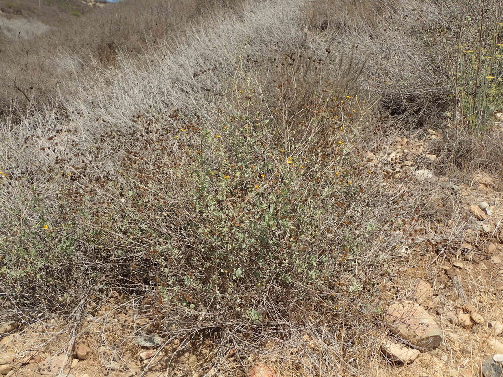 la purisima viguiera in September 2018 by Ron Vanderhoff · iNaturalist