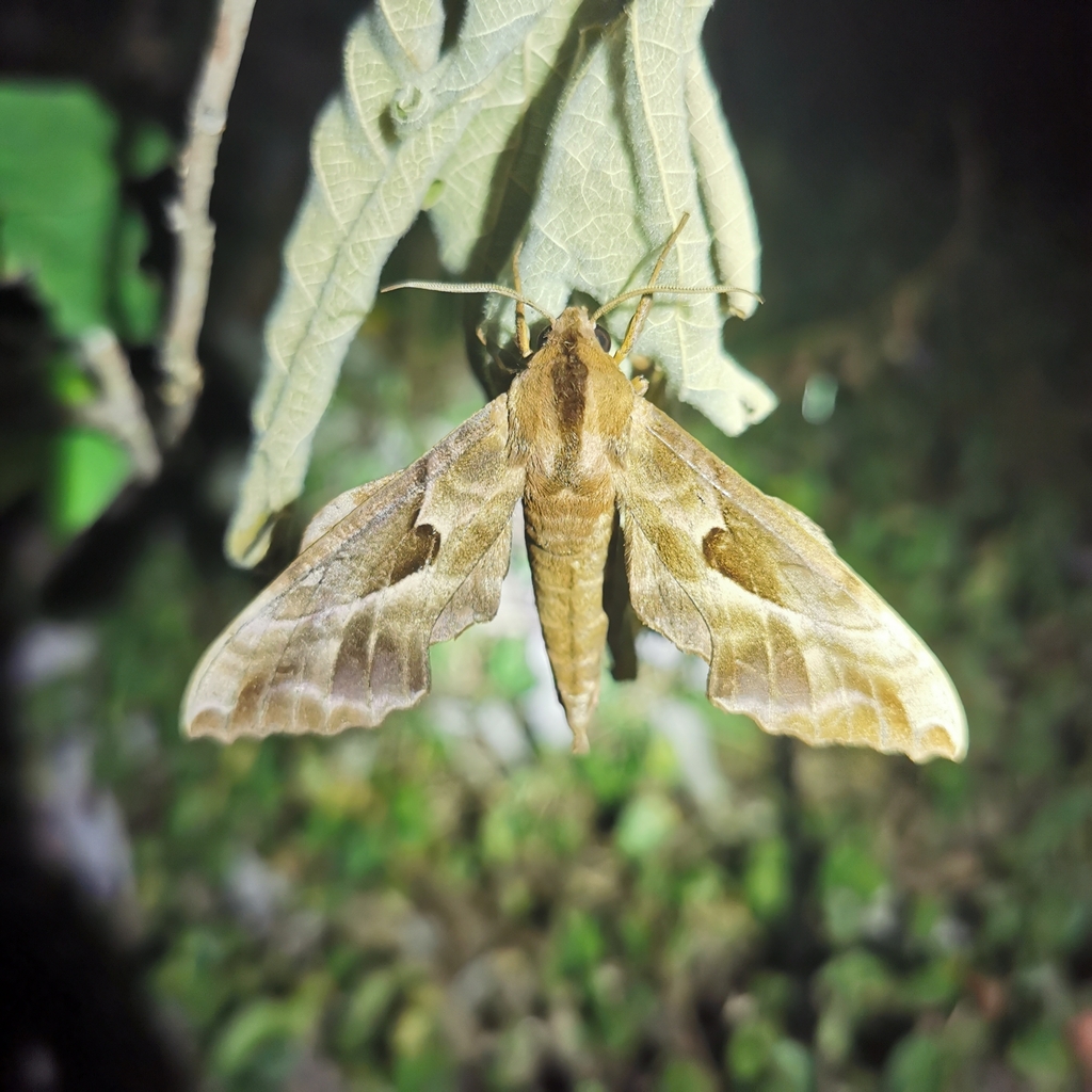 Phyllosphingia dissimilis from Nanjing, CN-JS, CN on August 13, 2022 at ...