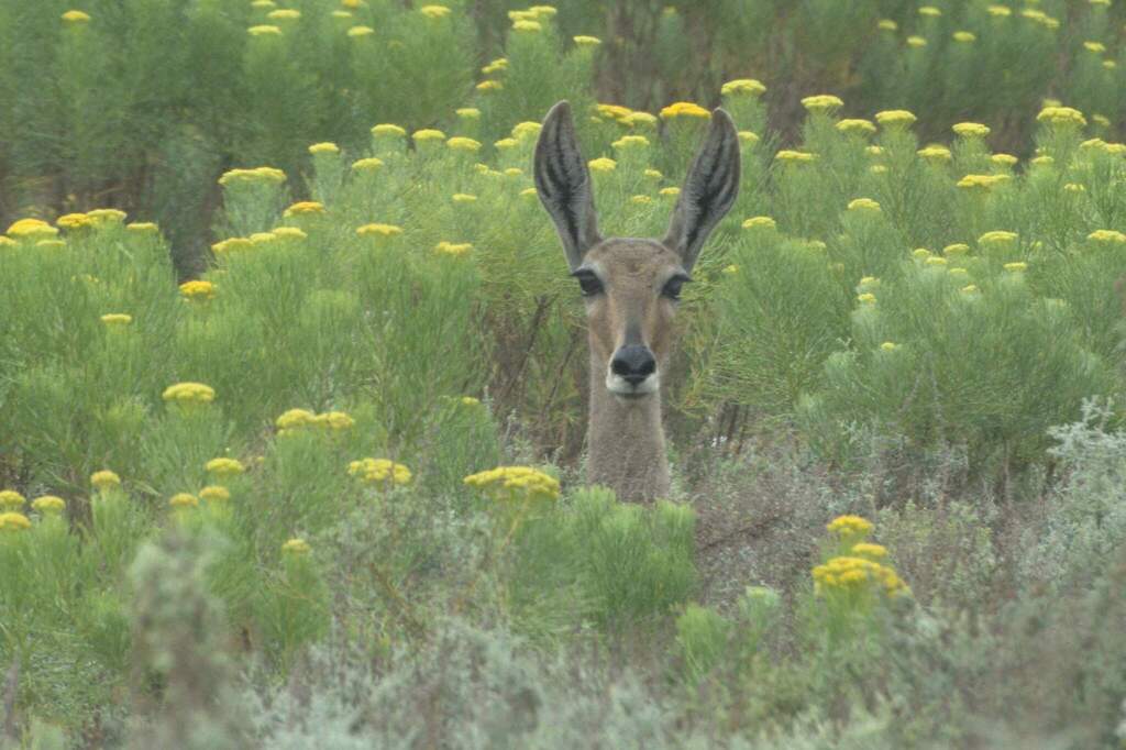 Grey Rhebok from Vergelegen Wine Estate, Cape Town, Western Cape, South ...