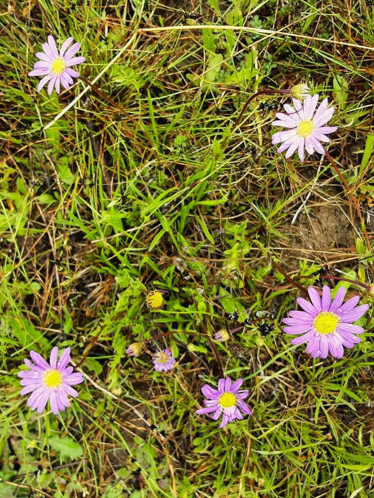 Rough Burr-daisy from Lidsdale NSW 2790, Australia on November 10, 2022 ...