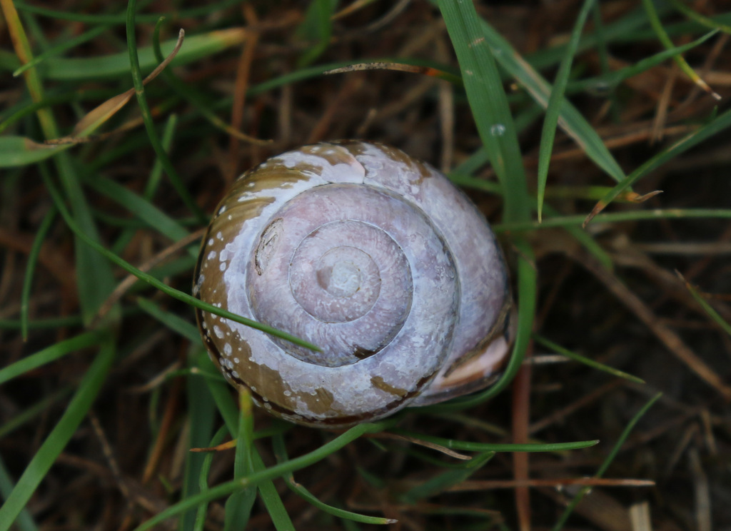 Brown-lipped Snail from Suffolk, England, United Kingdom on August 29 ...