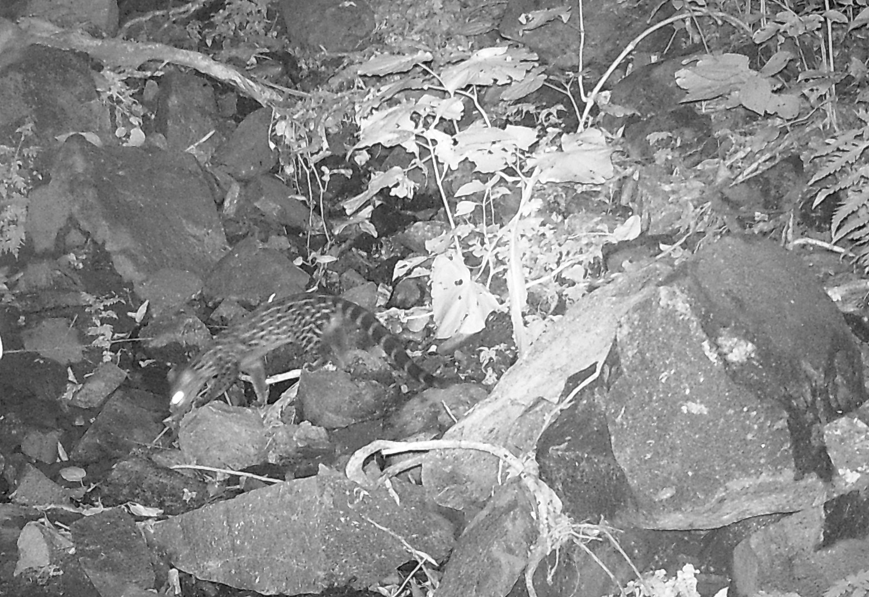 Genetta servalina Pucheran, 1855