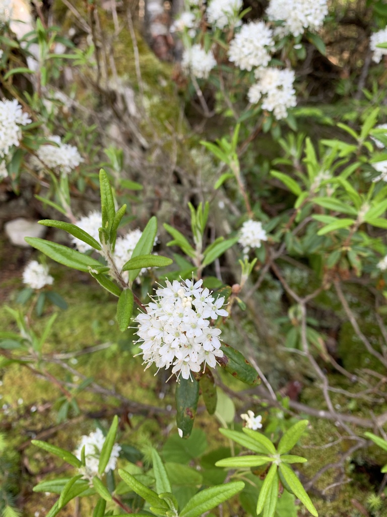 Bog Labrador Tea from Lake Superior Provincial Park, Algoma ...