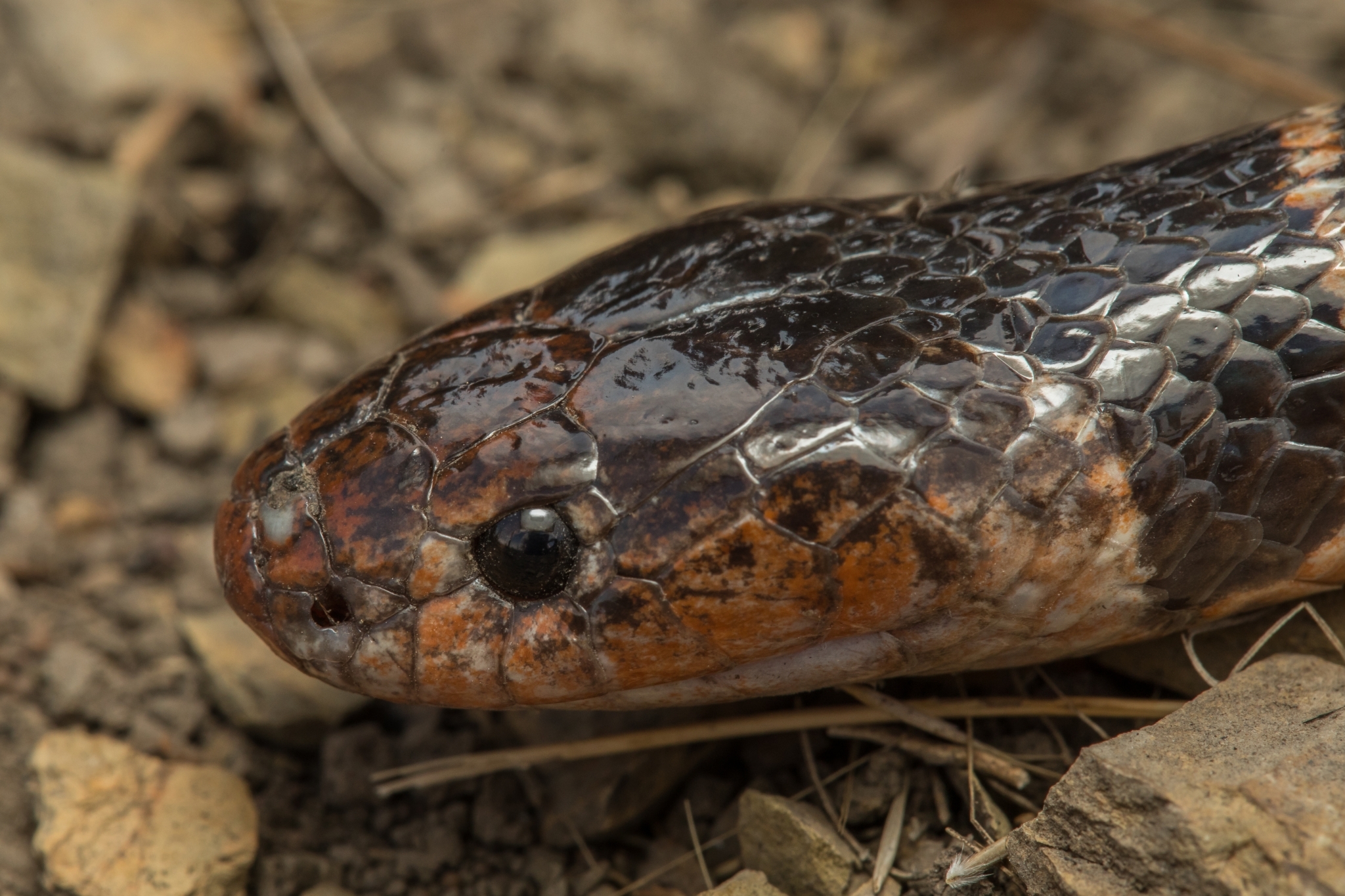 Elapsoidea sundevallii sundevallii