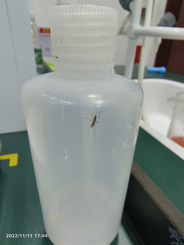 Culex from 中国 山东省青岛市即墨区 山东大学环境研究院山东大学青岛校区 on November 11, 2022 at 05:04 ...
