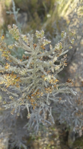 Seriphium cryptophyllum · iNaturalist United Kingdom