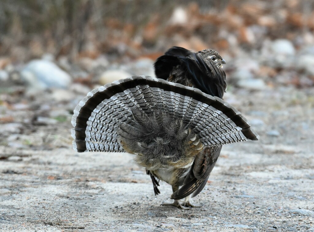 Ruffed Grouse from Algonquin Provincial Park, Ontario, Canada on ...