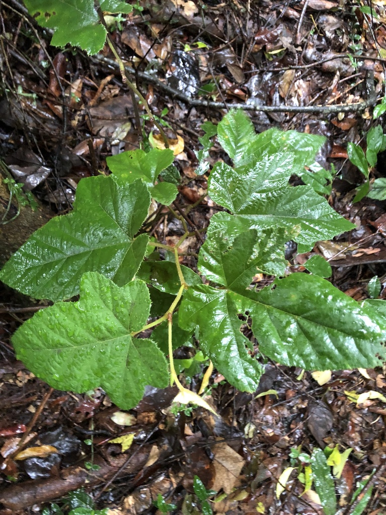 Rubus reflexus hui from 復興區, TW on October 08, 2022 at 01:33 PM by ...