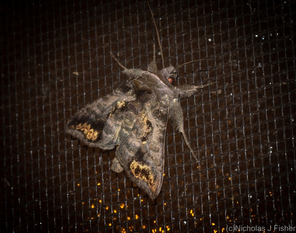 Snake gourd semilooper from Tamborine Mountain QLD 4272, Australia on ...
