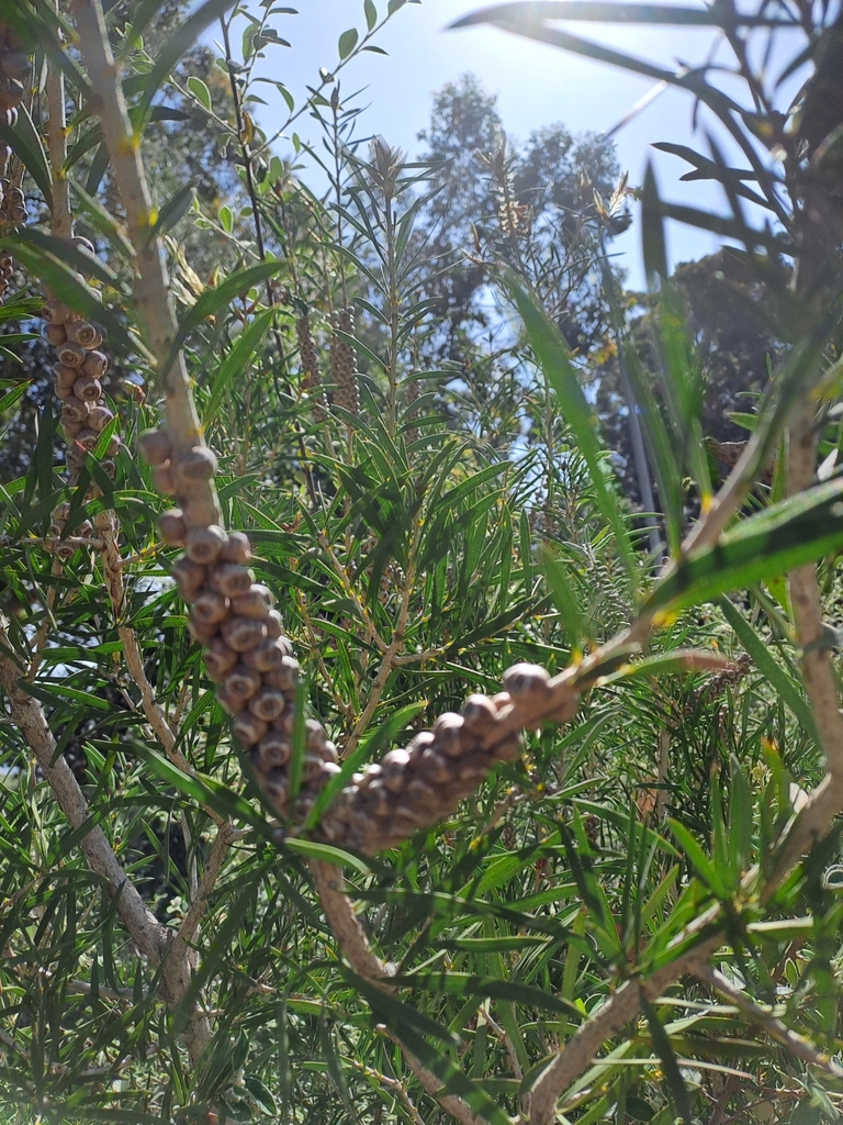Melaleuca rugulosa from Wynberg, Cape Town, 7824, South Africa on ...